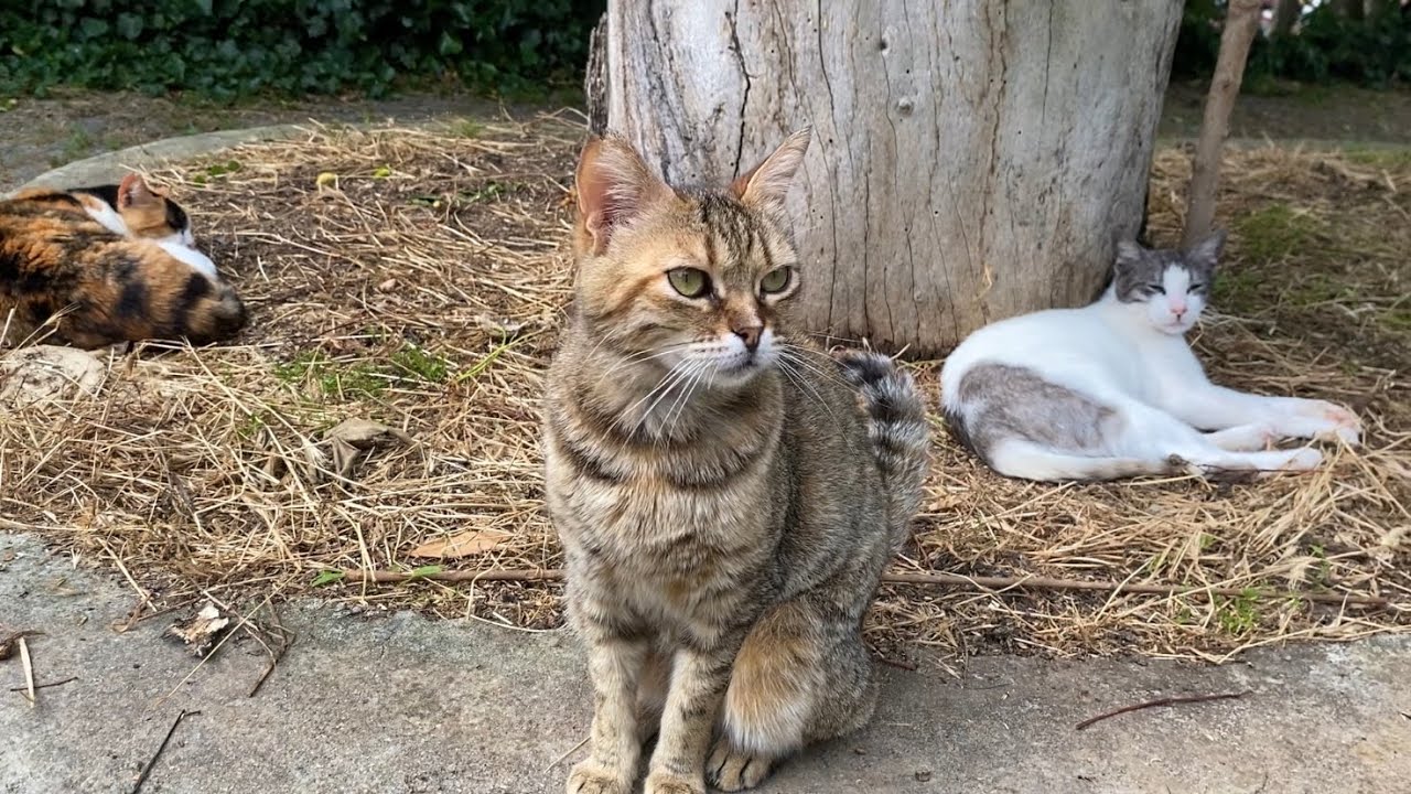 Cats that are Incredibly beautiful living in the park. I gave them food ...