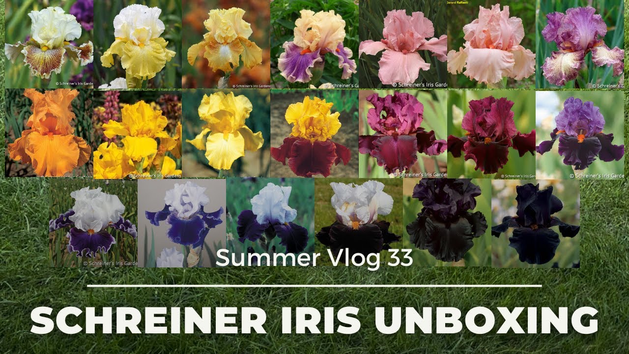 Schreiner Iris Unboxing - YouTube