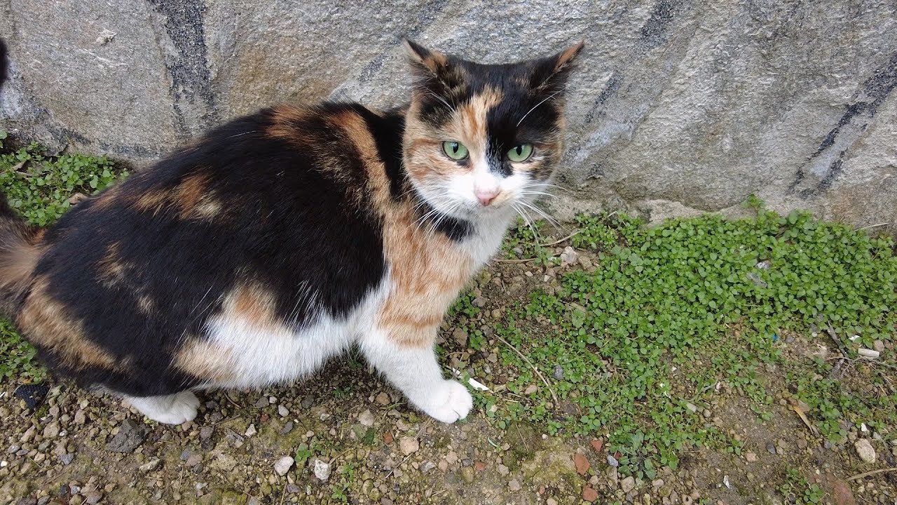 Two Calico Cats Meowing Is Incredibly Cute - YouTube