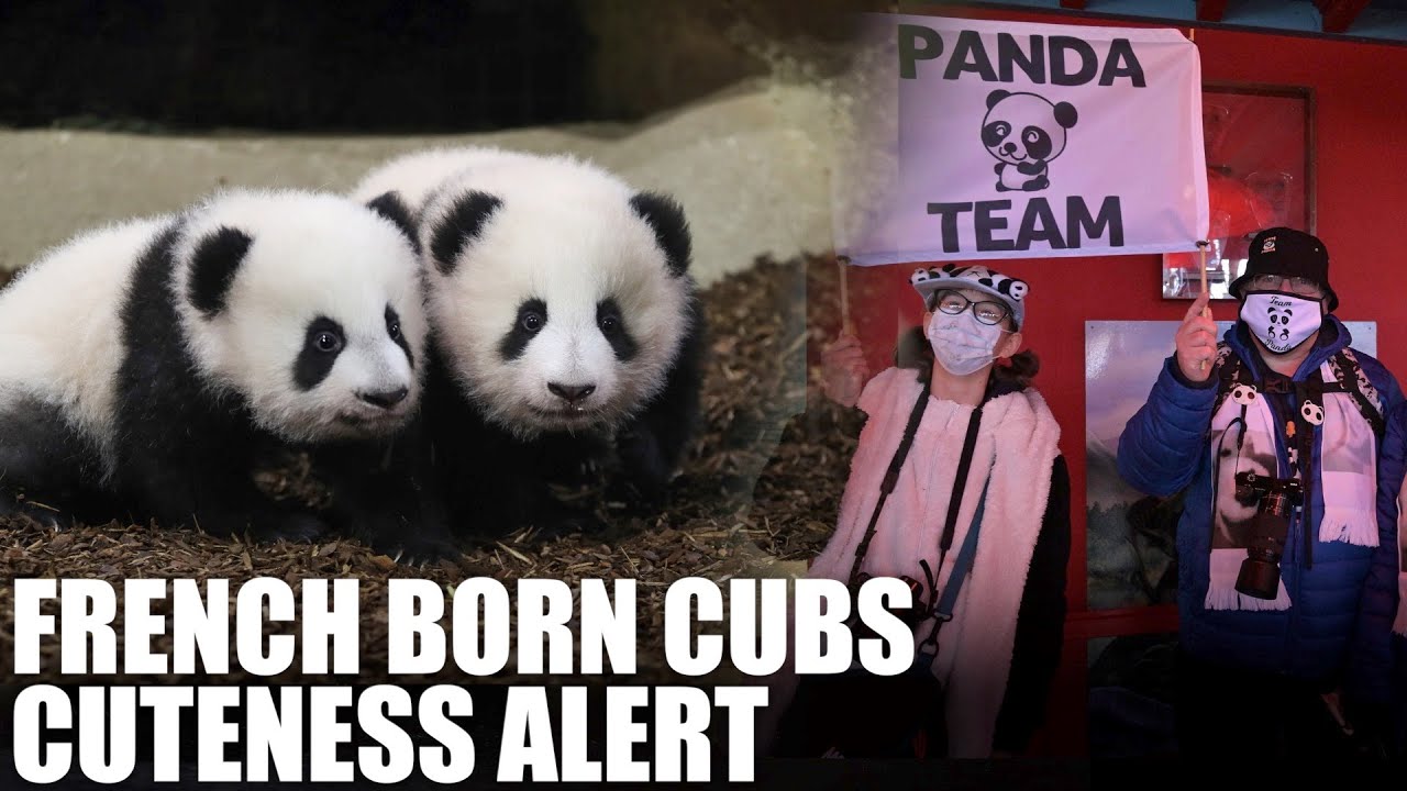 Adorable! Twin panda cubs make debut at French zoo, with sports stars ...