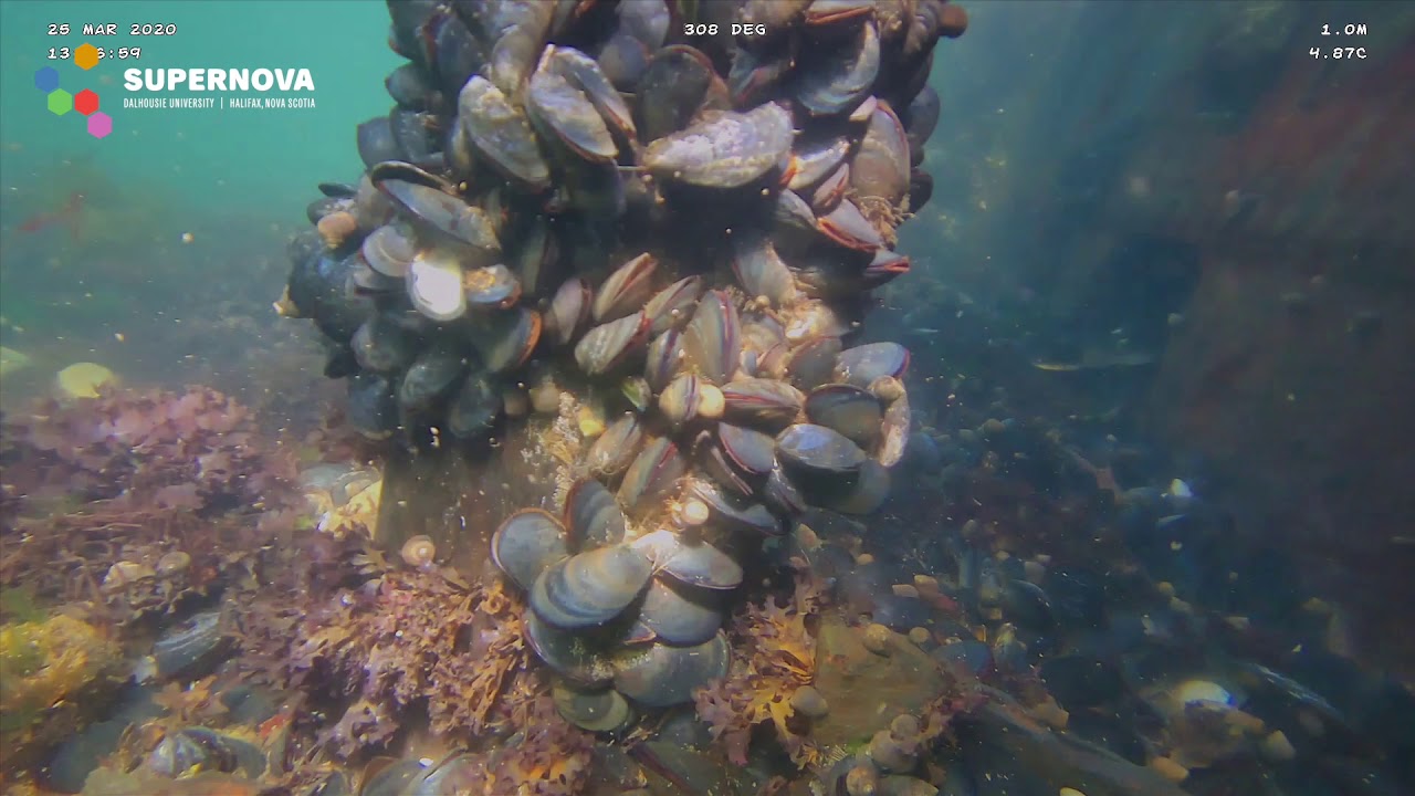 Polaris Habitats Uncut: Halifax Harbour SS Daisy - YouTube