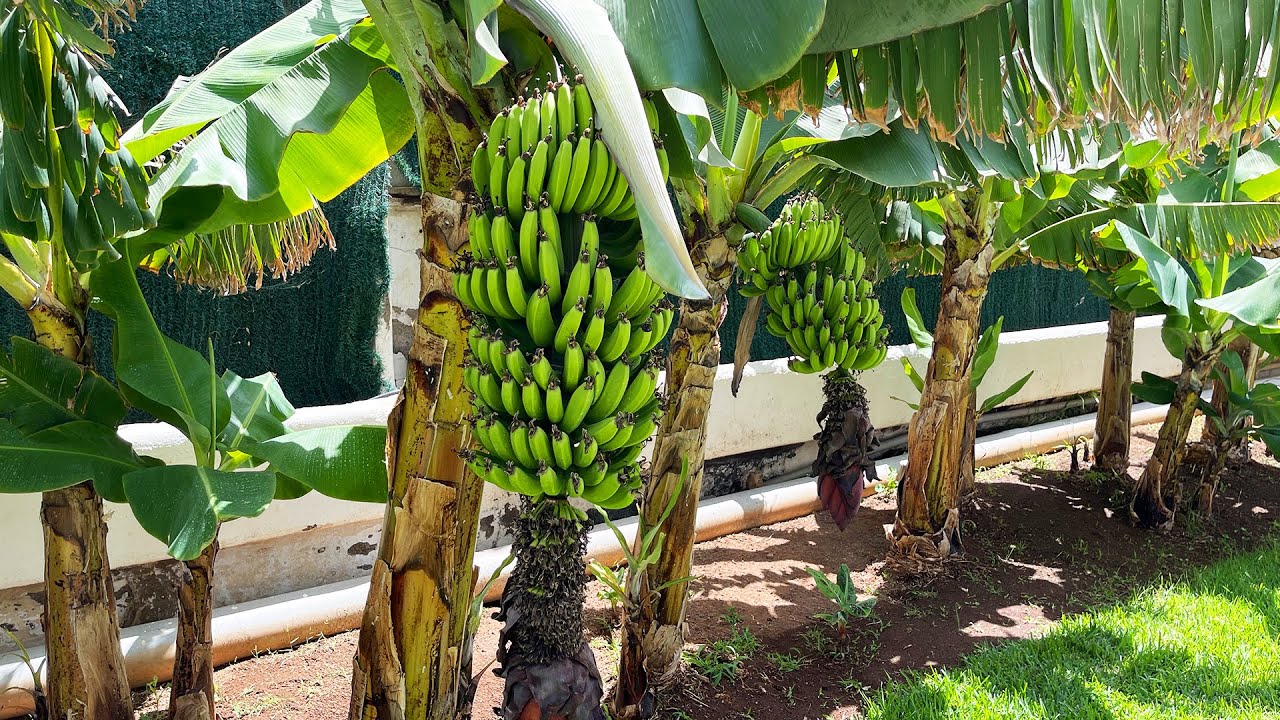 Dwarf Cavendish Bananas And Vegetable Garden At My Hotel In Tenerife ...