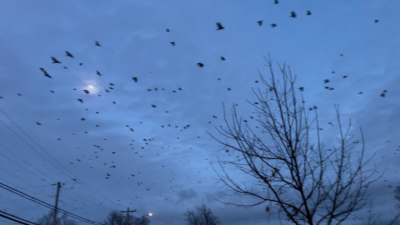 Huge Murder of Crows Swarming in Canada - YouTube