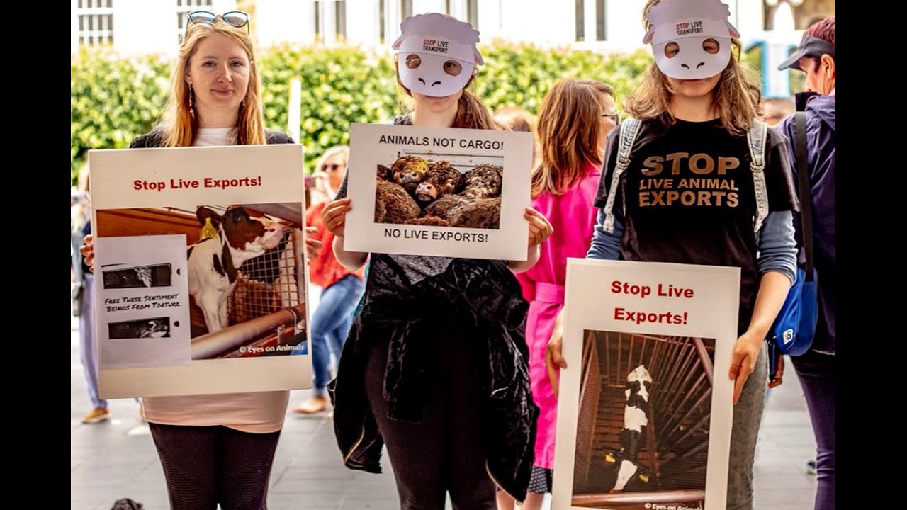 Live Export Protest Photos 2017 - 2020 - YouTube