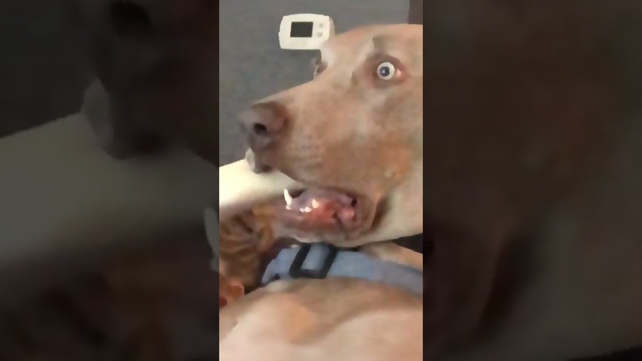 Hilarious Pup is in COMPLETE Shock Shorts