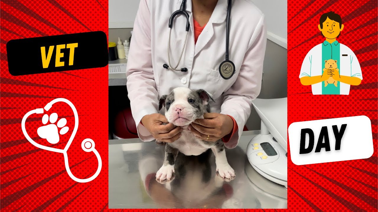 Taking My American Bullies To The Vet YouTube taking-my-american-bullies-to-the-vet-youtube