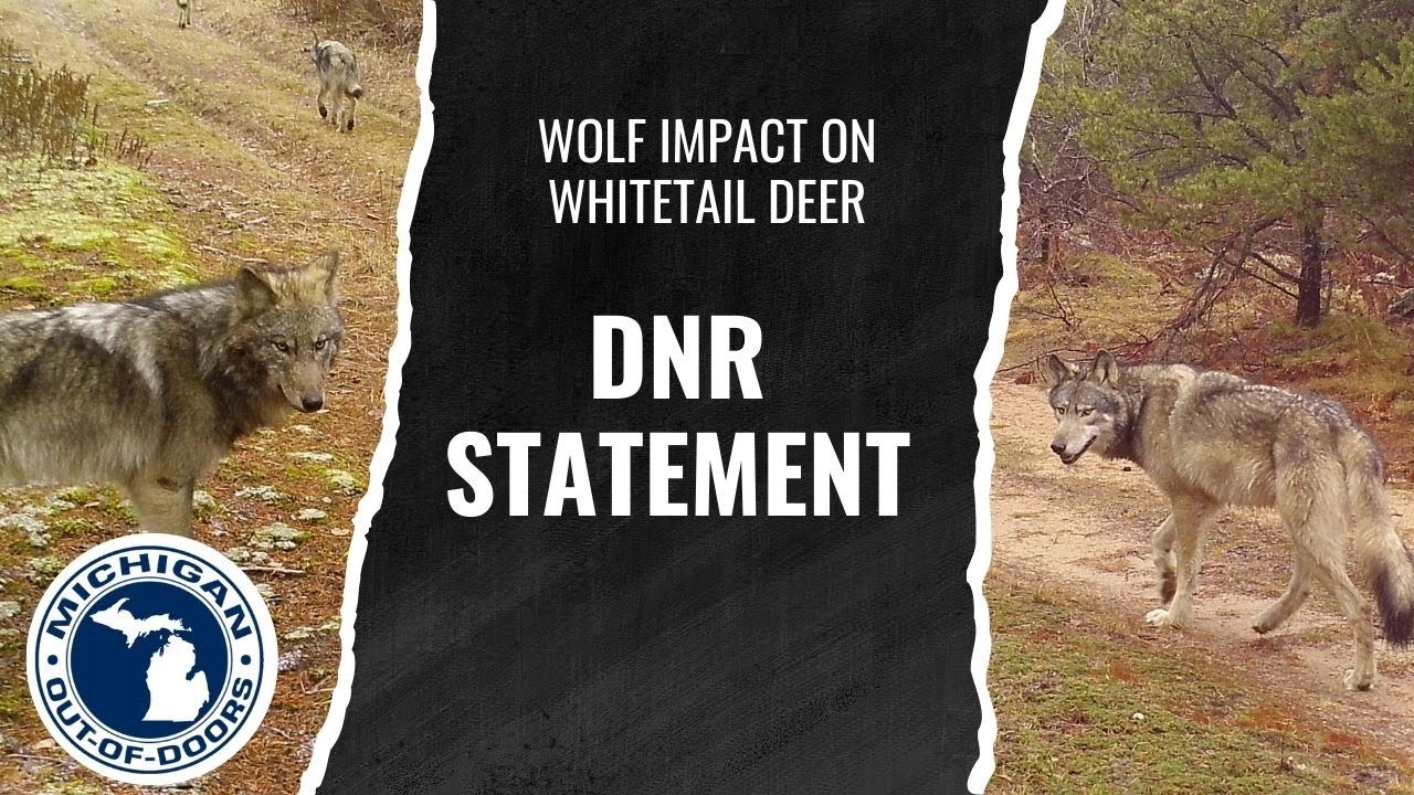 Wolf Impact on Deer In Michigan - YouTube