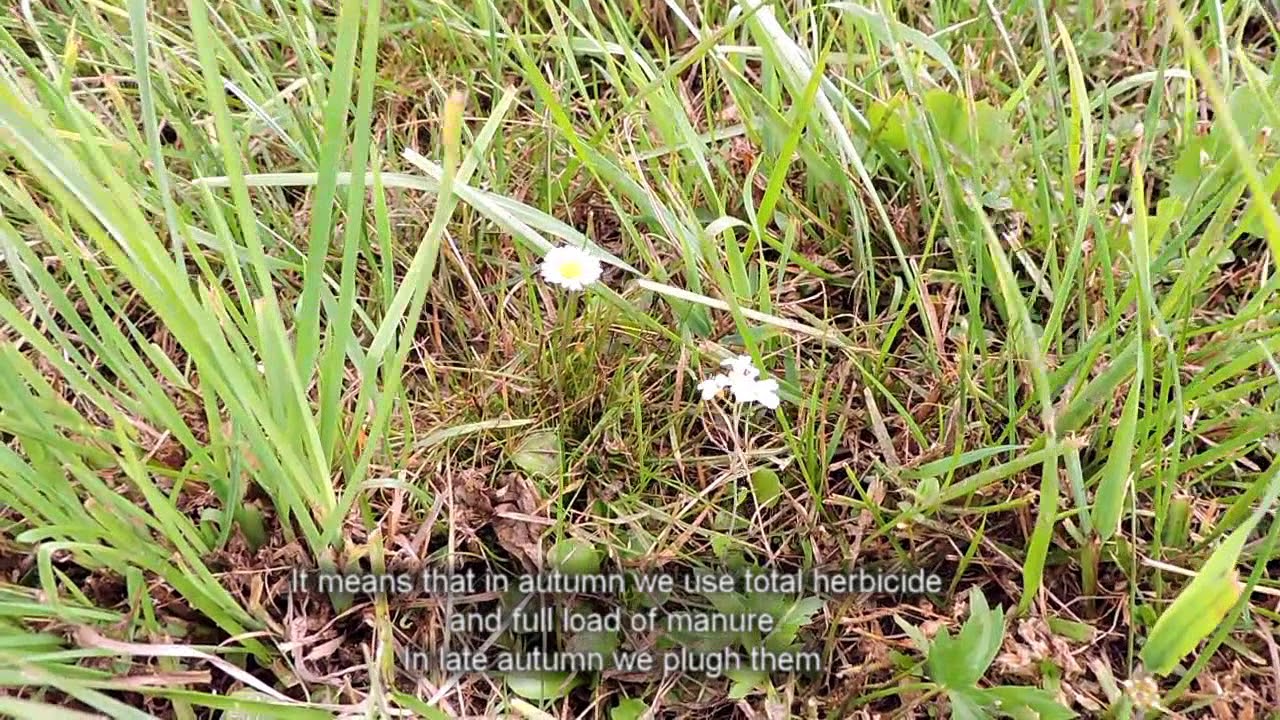 Westerwold ryegrass as companion crop in establishment of temporary ...