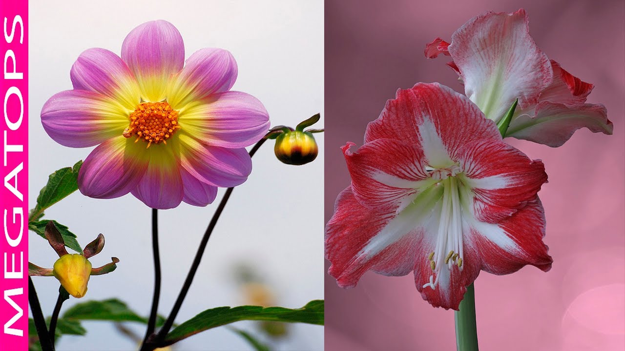 10 Preciosos Tipos de Bulbos de Primavera - YouTube