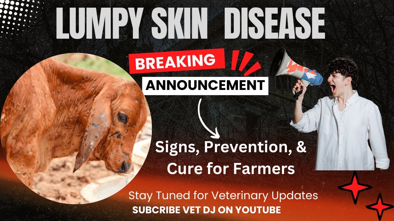 Lumpy Skin Disease; Signs, Prevention & Cure for Farmers - YouTube
