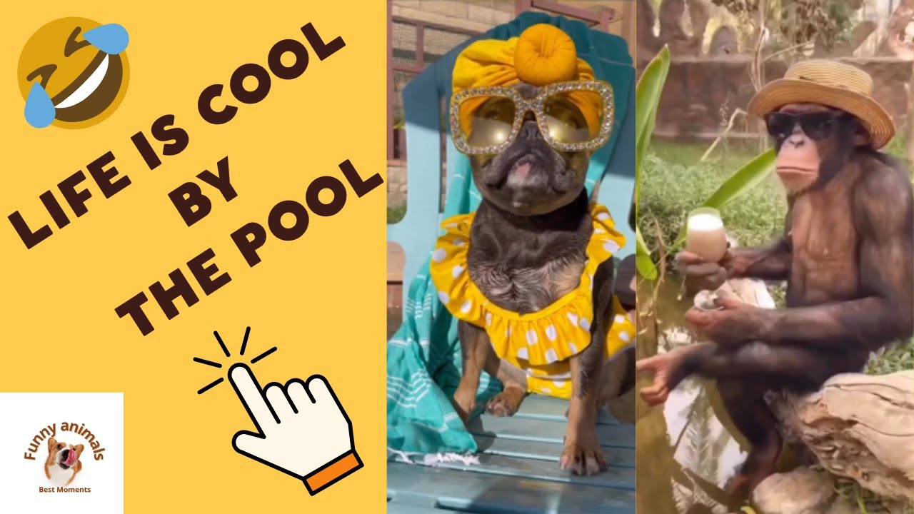 Funny Animals - Life is Cool By The Pool | Cute Animals Videos -You ...