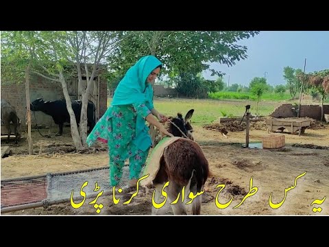 How to sit on donkey | Donkey riding | Funny donkey riding - YouTube
