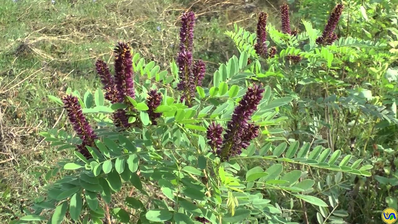 Čivitnjača (Amorpha fruticosa).avi - YouTube