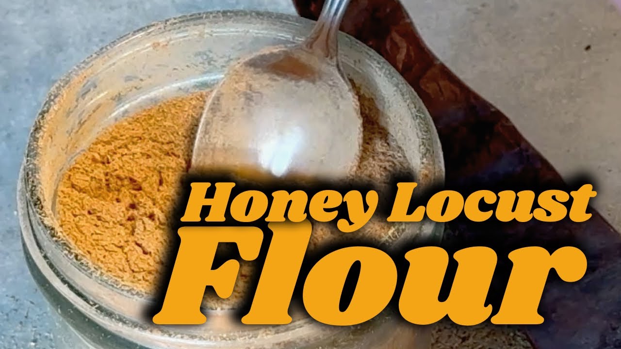 Foraging Honey Locust Pods to Make Sugar Flour (Part 1): From Pod to ...