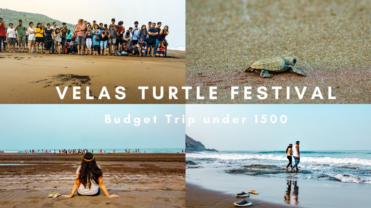 Velas Turtle Festival I Budget Trip under Rs. 1500 I Mumbai Weekend ...
