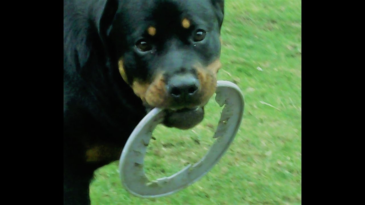 Rottweiler Boas feeling his feet. - YouTube