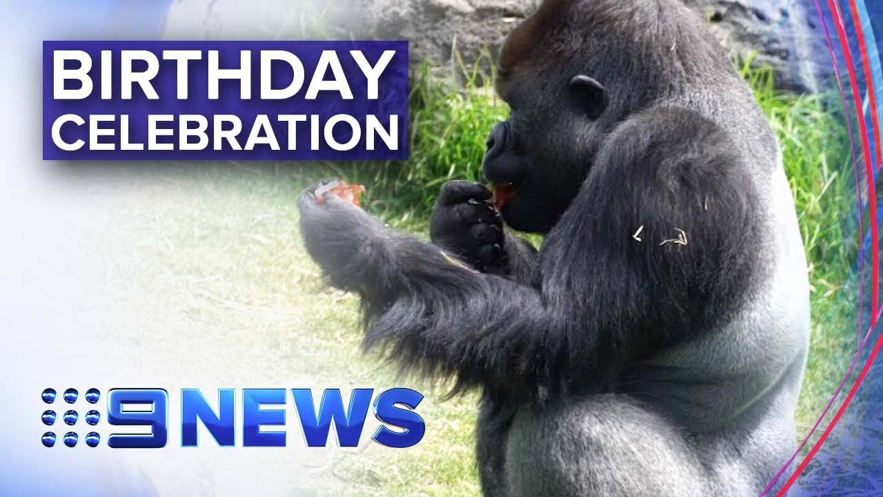 Melbourne’s gorilla Yakini celebrates 20th birthday | Nine News ...