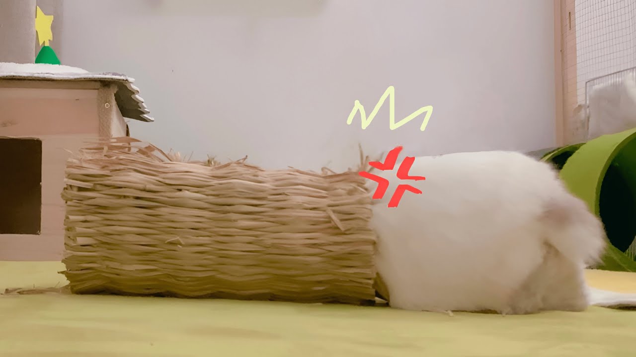 Bunny enjoy a place to hide - YouTube
