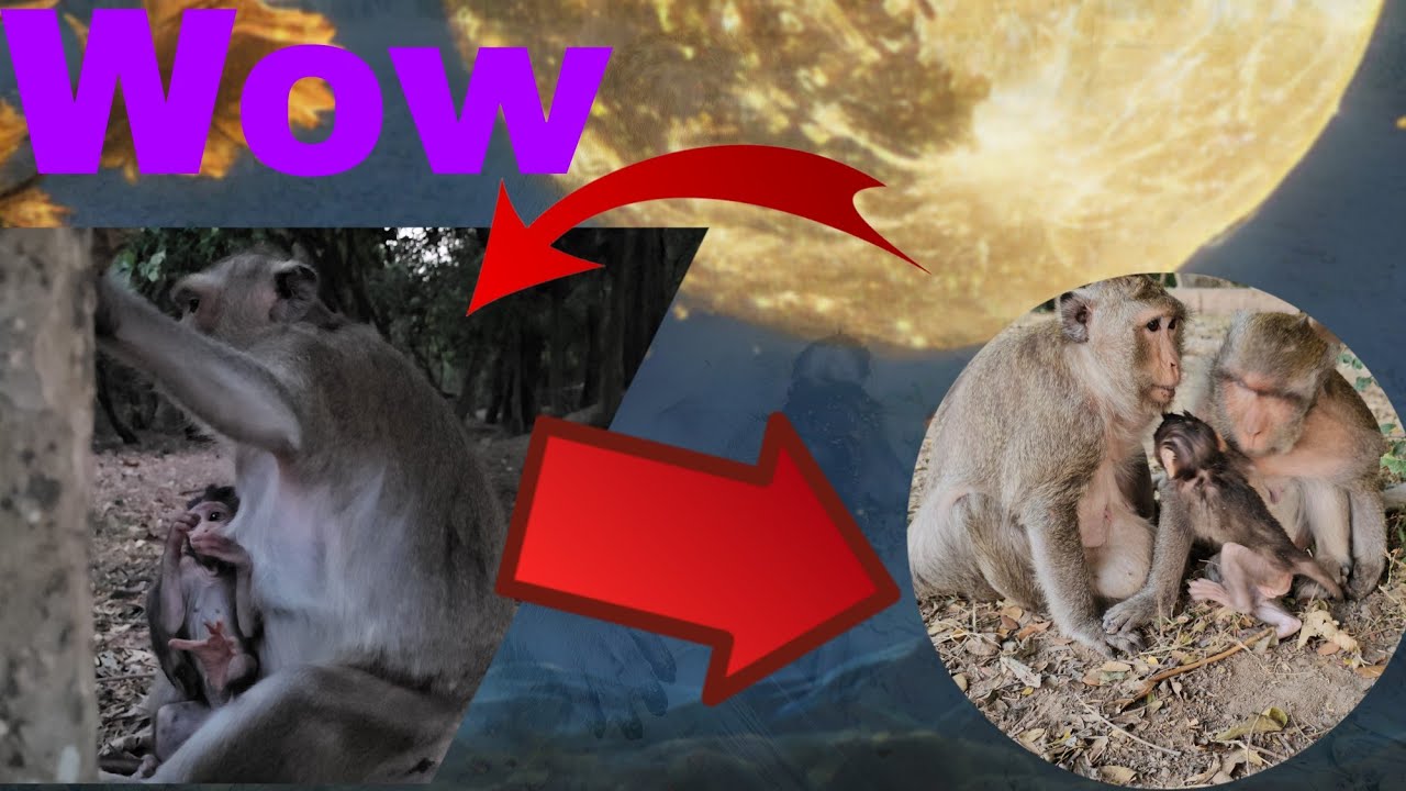 mom monkey weaning newborn baby - YouTube