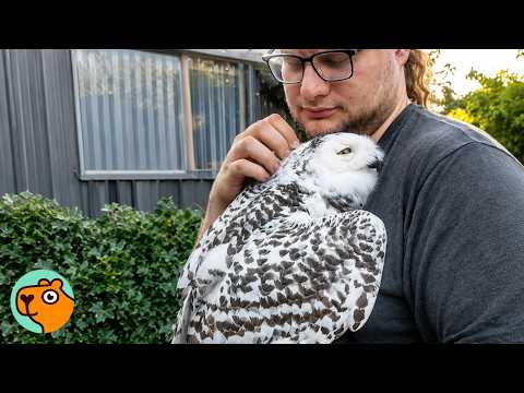 Couple Takes Care of a Saved Snow Owl | Cuddle Buddies