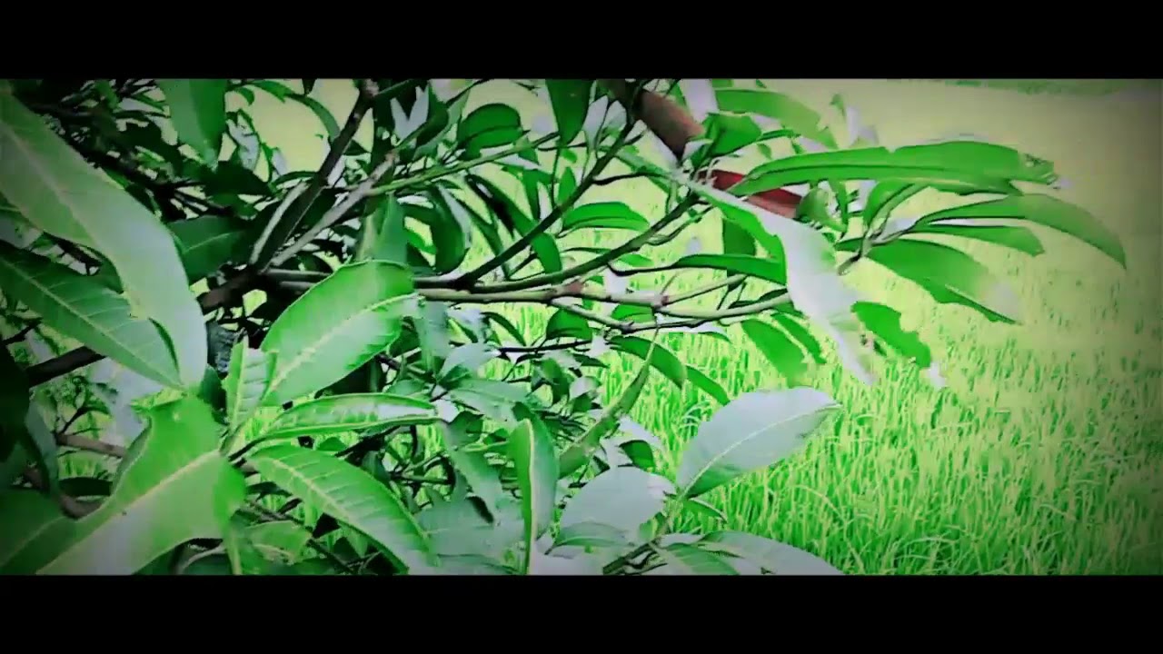 Contoh clip Cinematik - YouTube