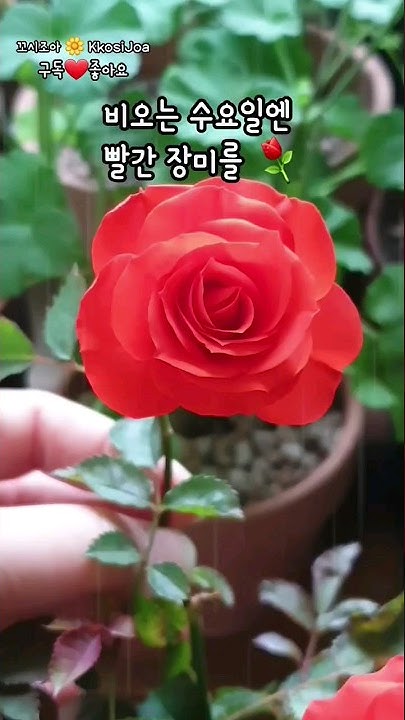 찔레 장미 타이거 보카시 키우기 비오는 수요일엔 빨간 장미를🌹⚘ 수요일엔빨간장미를 다섯손가락 장미키우기 Youtube