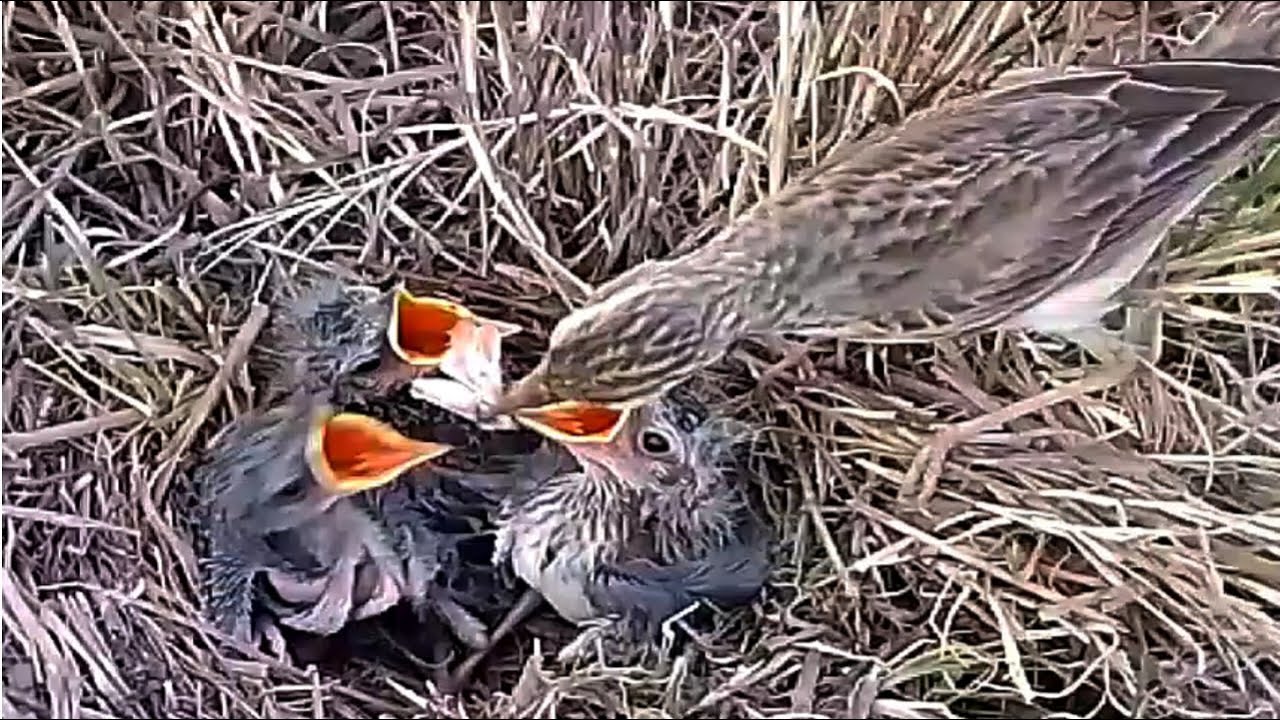 African pipit Baby Birds try to eat butterflies - YouTube