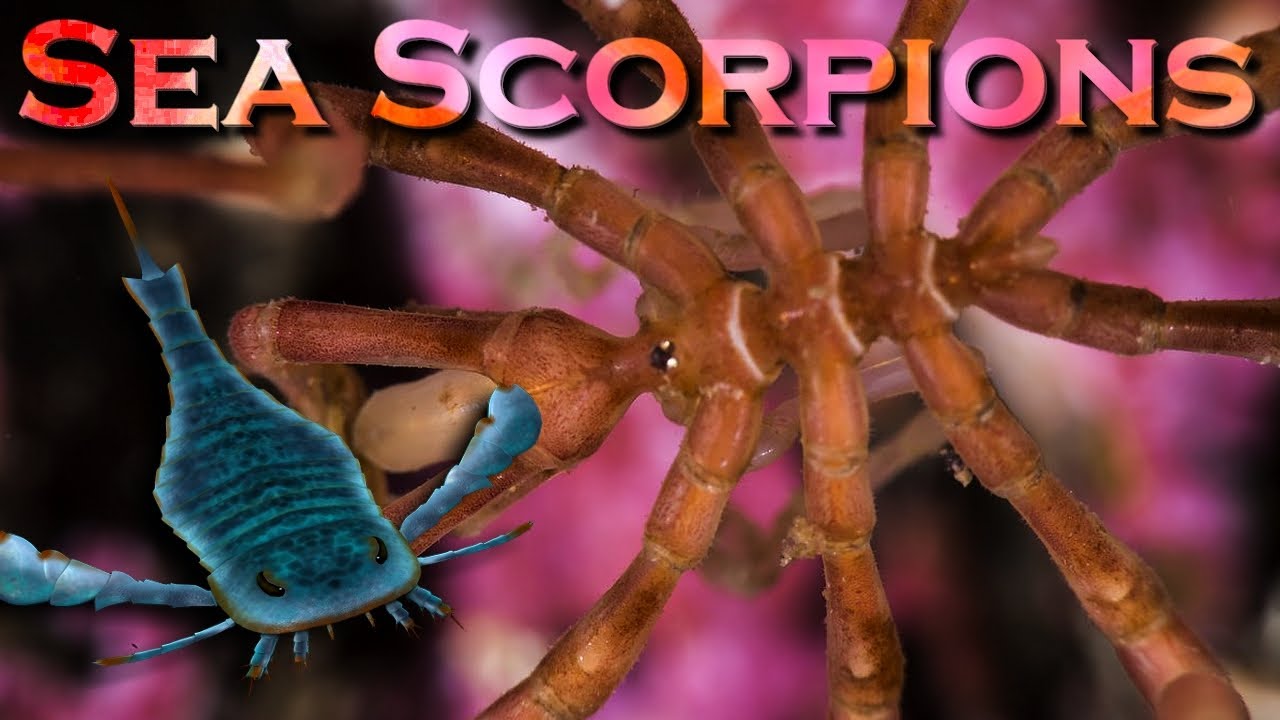 Spiders come from the Abyss - YouTube