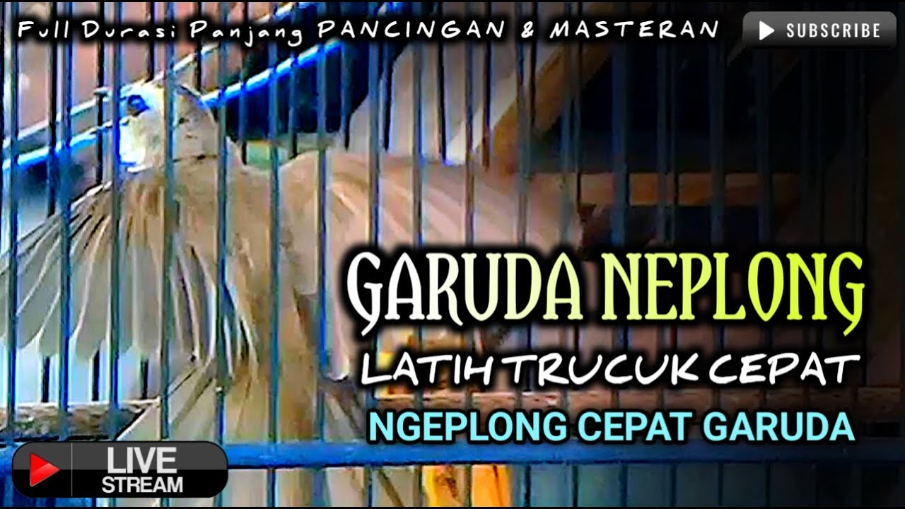 TRUCUKAN GACOR FULL GARUDA || pancingan, masteran terbaik untuk trucuk ...