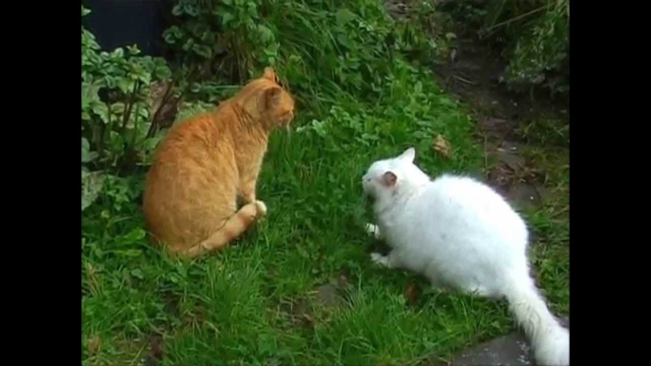 FRENCH CATS OVERAWE INTIMIDATION CHATS FRANCAIS - YouTube