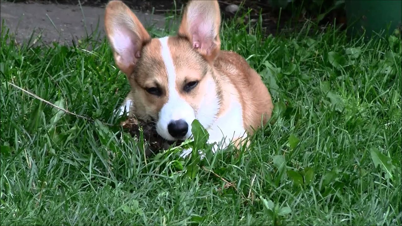 My Corgi, Toby, Chewing on Another Piece of Wood - YouTube