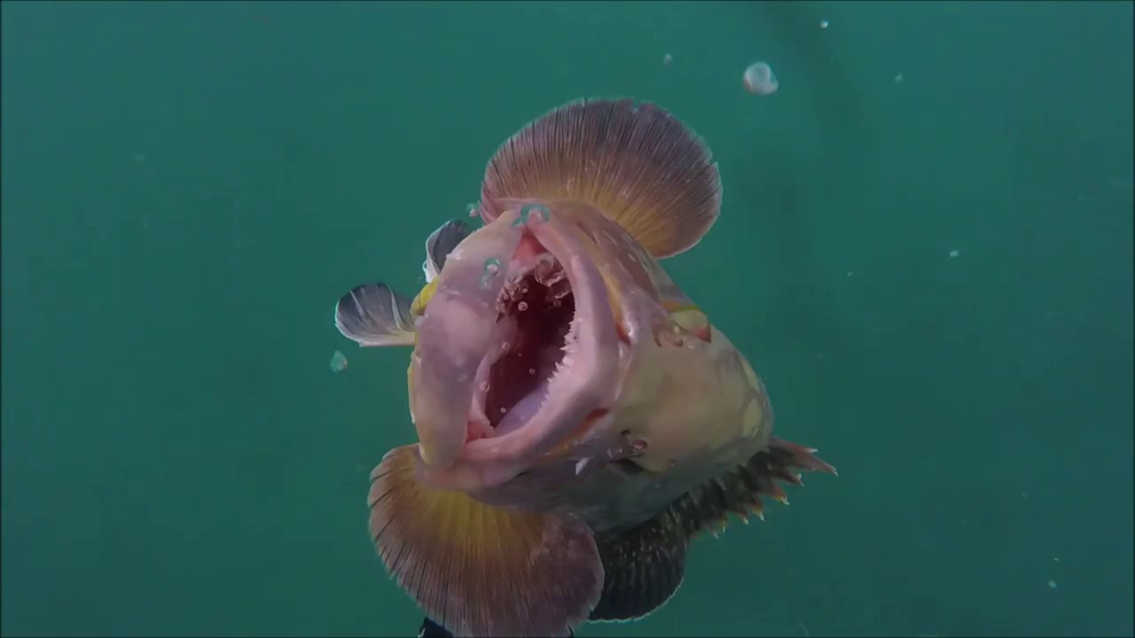 Pesca Sub - GAROUPA - YouTube