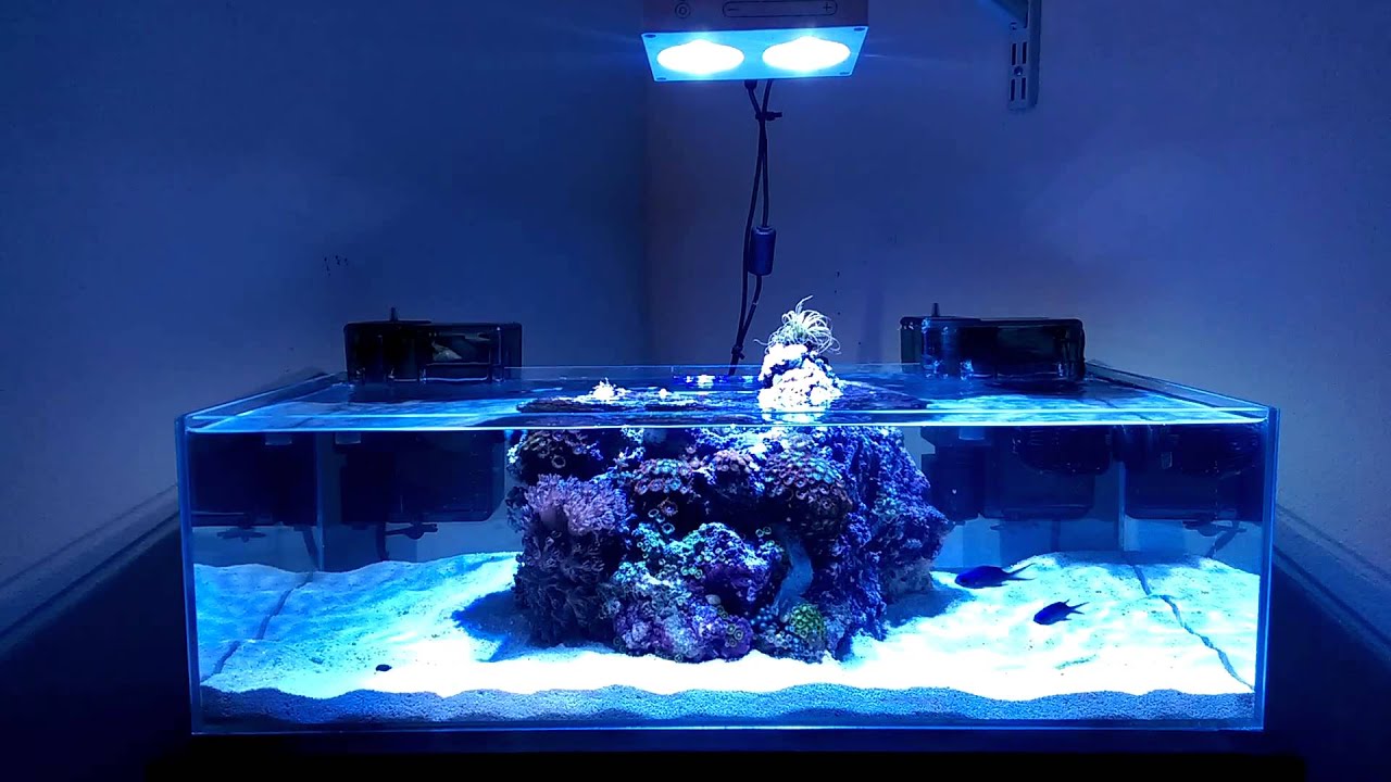 Shallow Reef - Nano Reef - YouTube