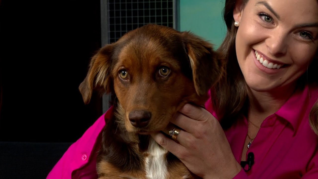Furever Friends: Macy - YouTube