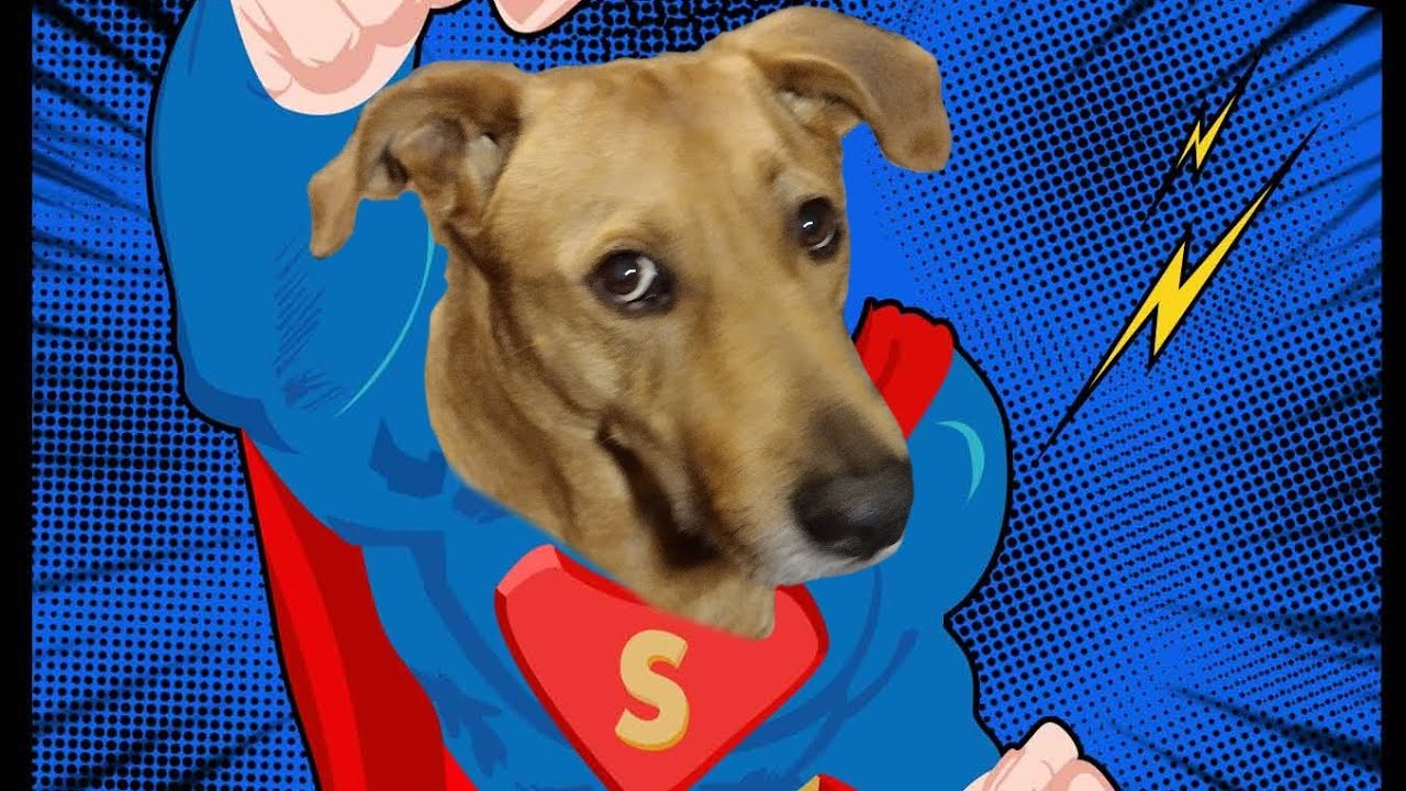 Overworked Trucking Dog - YouTube