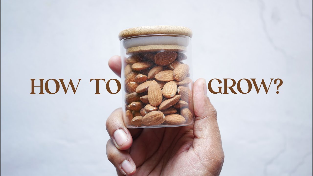 How to Grow Almonds? Everything you need to know about growing almonds ...