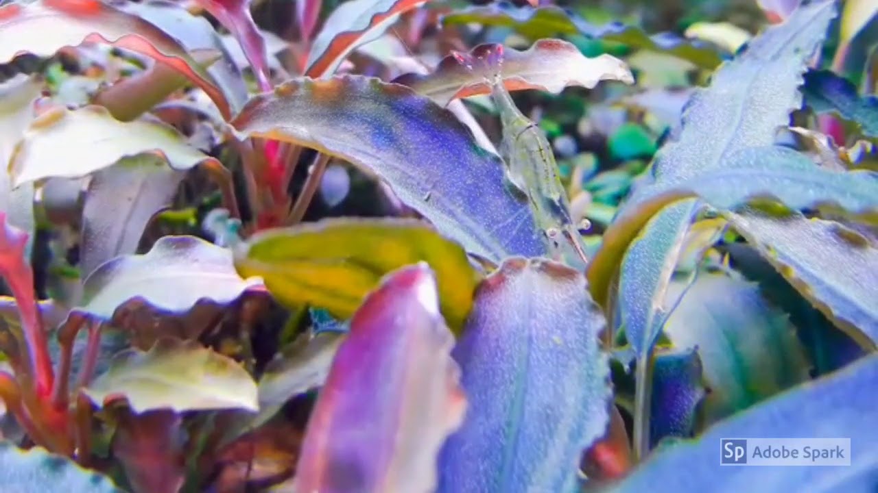The Bucephalandra Aquascape Tank - YouTube