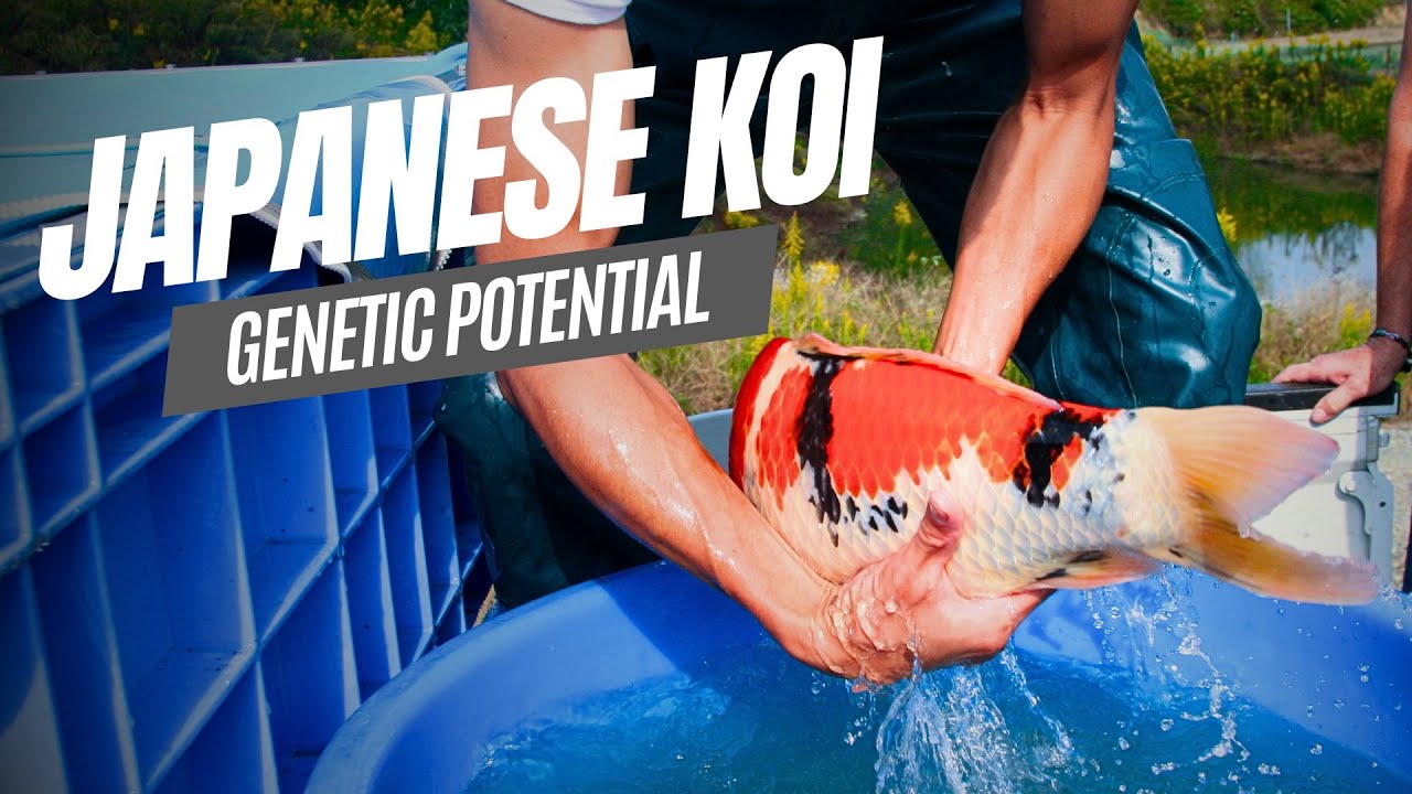 Insights on Japanese Koi Breeders and Genetic Potential - YouTube