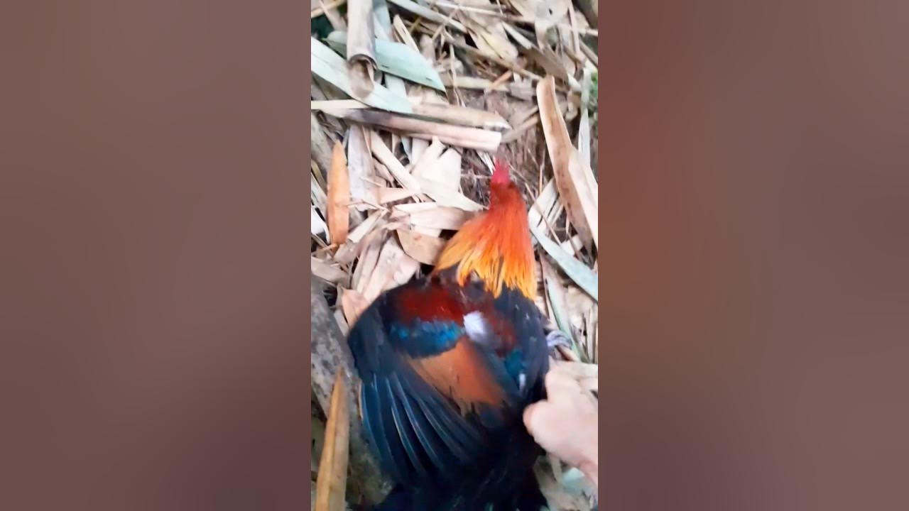 Dib qaib qus tuaj zoo tas2 ต่อไก่ป่ามานๆ - YouTube