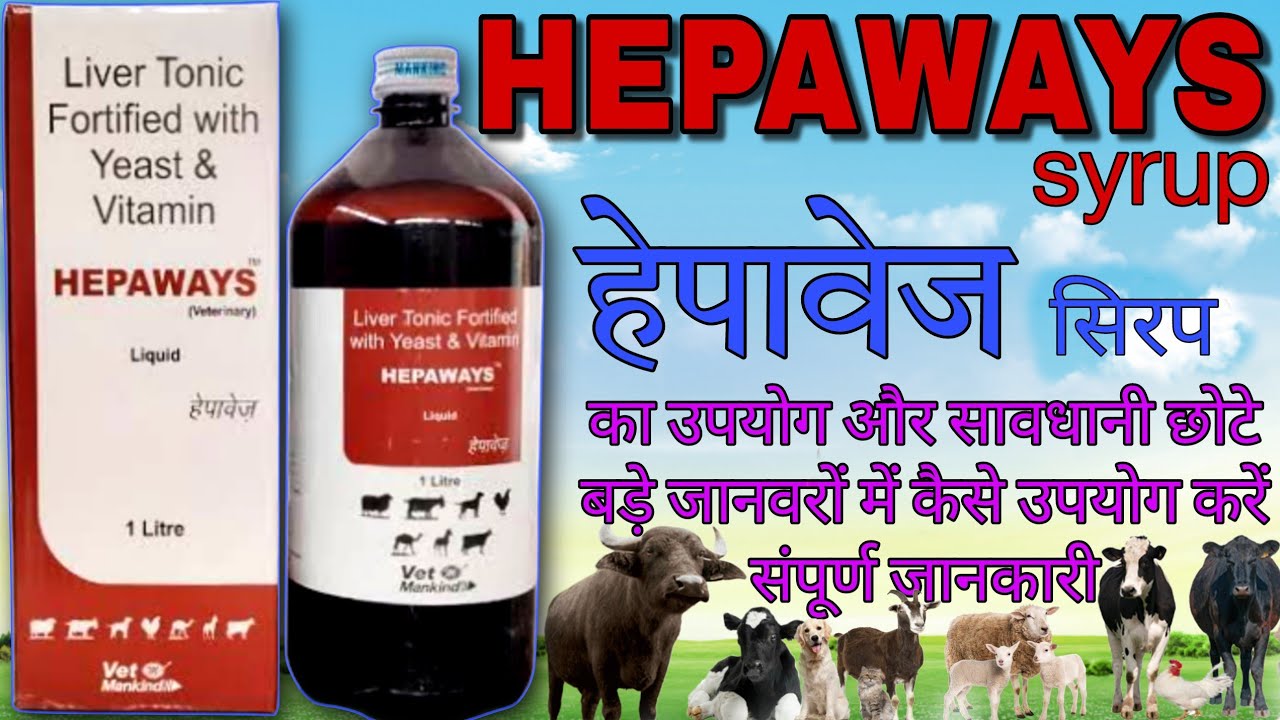 Bakre ko mota karne ka tarika | bakre ka vajan kaise badhaye | Liver ...