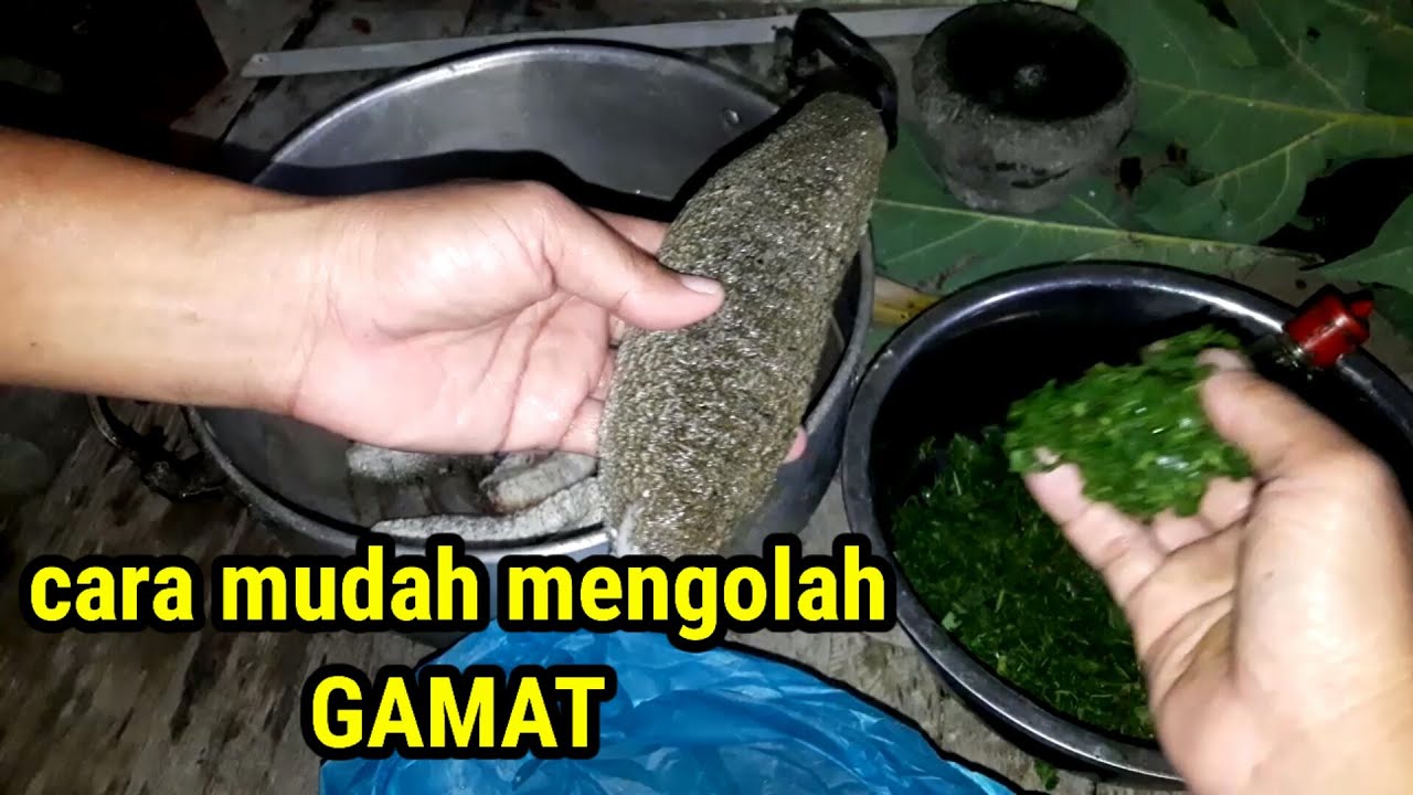 proses pengolahan gamat/tripang dari awal sampai selesai - YouTube