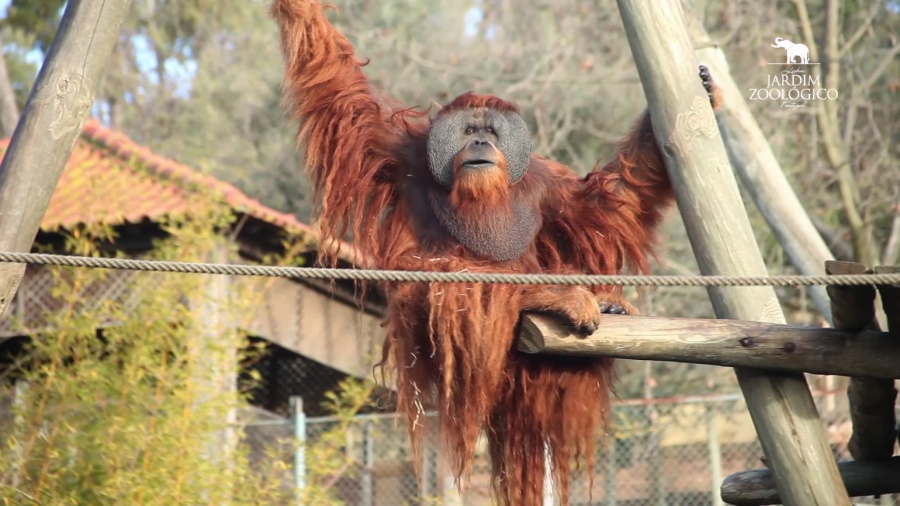 Jardim Zoológico - Orangotango-de-sumatra (Pongo abelli) - YouTube