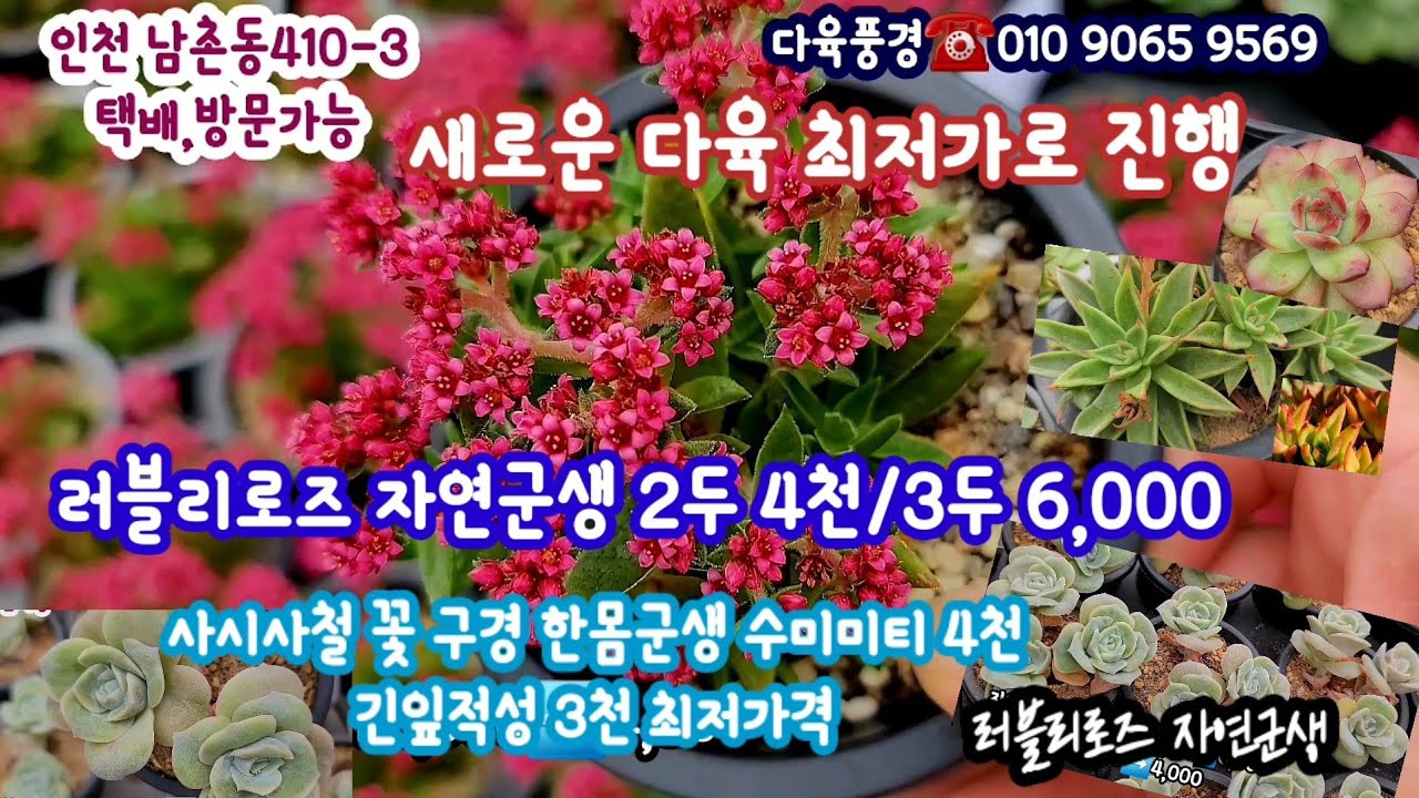 인천다육풍경 최저가격서비스 새롭게준비🌼러블리로즈자연군생 2두3두할인금액🌼꽃이예쁜수미미티4천🌼긴잎적성3천최저가격🌼