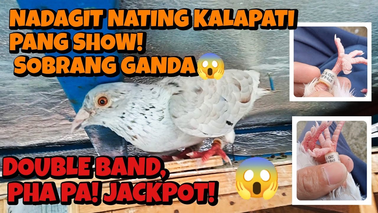 PANG SHOW NA KALAPATI NA DAGIT NATIN SOBRANG GANDA😱 DOUBLE BAND PHA PA ...