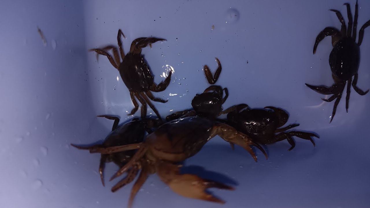 Mencari kepiting di kali (susukan) pada malam hari. #animals #kepiting ...