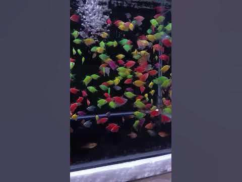 ikan glowfish #shorts #trending - YouTube