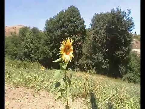 Tovuz rayonu Catax kendinin tebieti