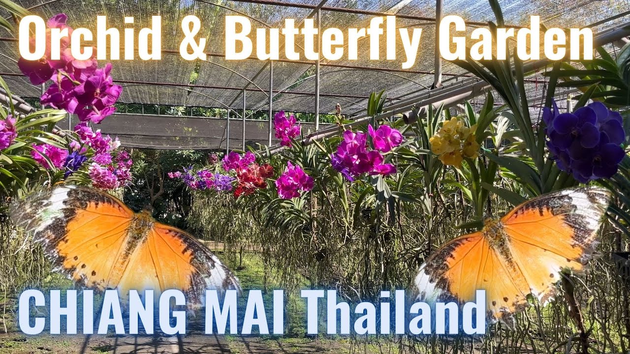 Bai Orchid Butterfly Farm in Chiang Mai - Thailand - YouTube