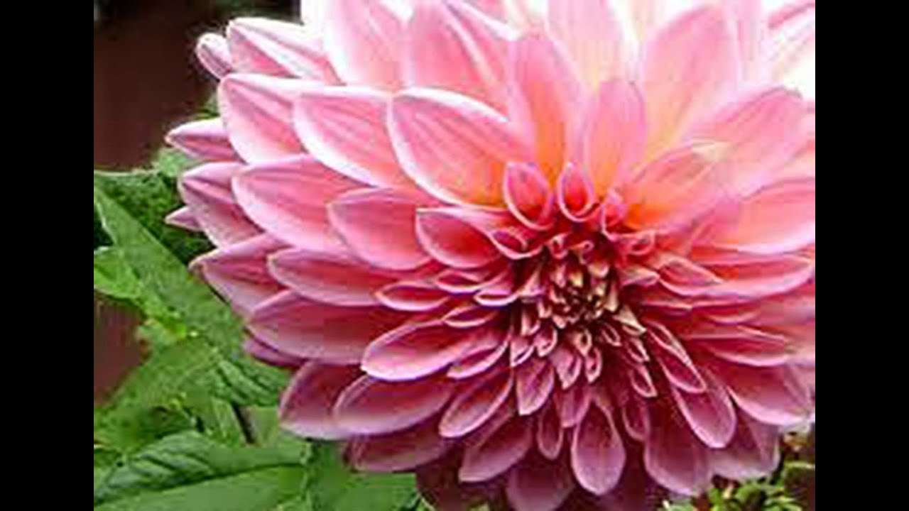 Dalia ‿ Konkani song ♪ ♫ - YouTube