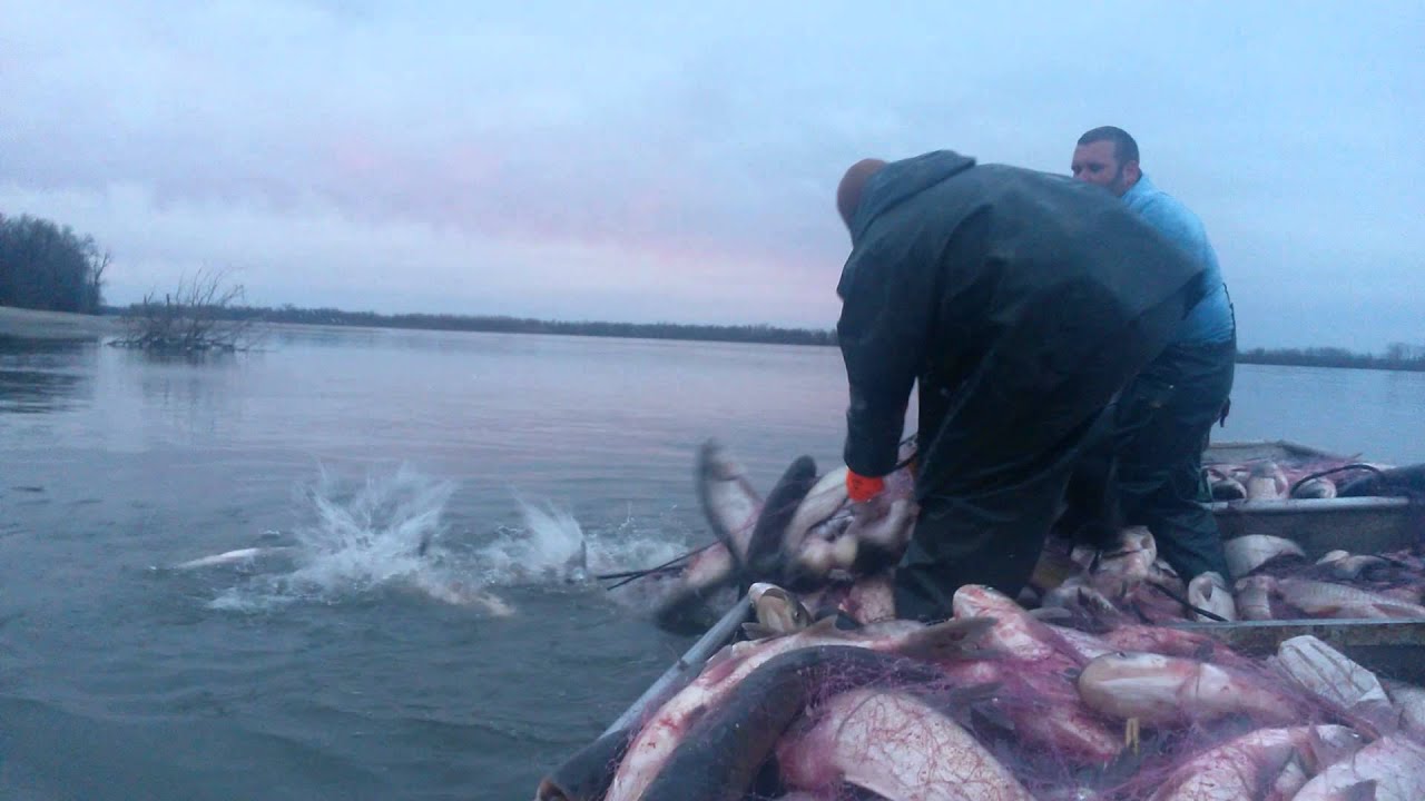 Invasive asian carp - YouTube